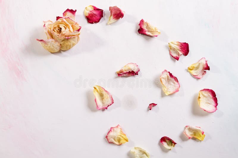 196 Single Rose Petals Falling Stock Photos - Free & Royalty-Free Stock ...