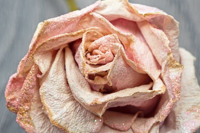 Single dead flower stock image. Image of blossom, macro - 224307327