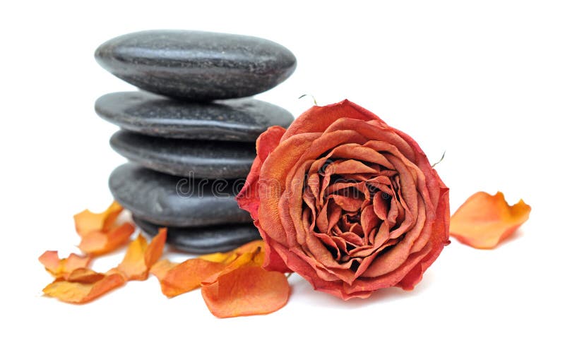 Dried rose and stone stock photo. Image of petal, dead - 29233340