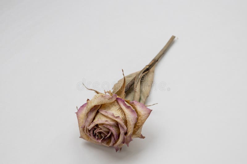 The Dried Rose on the White Background. Withered Rose and Dead Stock ...