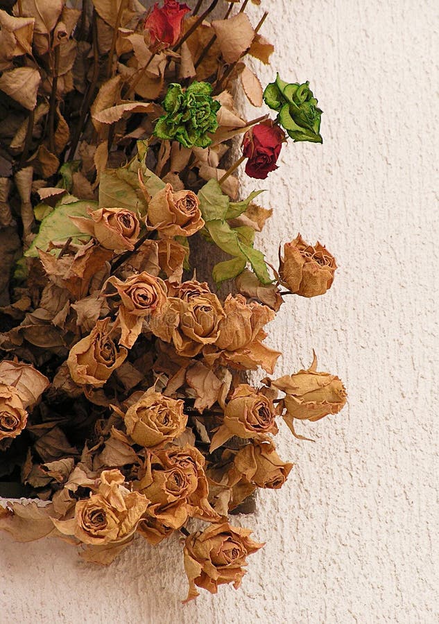 Dried roses stock image. Image of bouquet, postcard, roses - 1269617