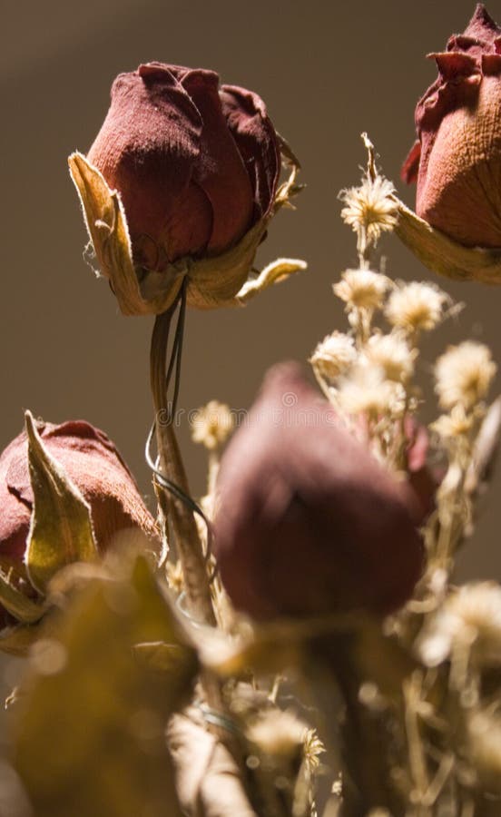 Dried Roses stock photo. Image of roses, babys, flowers - 151046