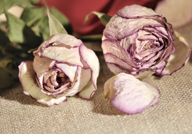 Dried roses stock image. Image of flower, anniversary - 17818395