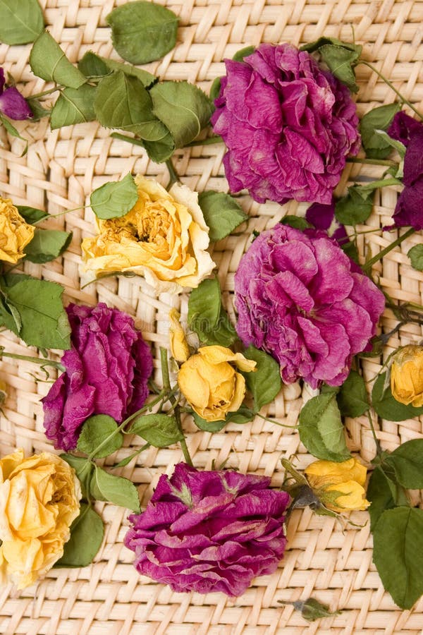 Dried roses stock image. Image of woven, flowers, roses - 2721711
