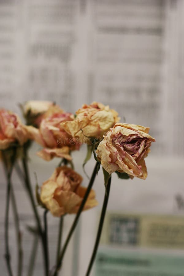Dried Roses stock image. Image of heart, rust, rose, ashphalt - 646089