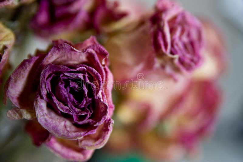 Dried Roses stock photo. Image of colours, nature, death - 8354992