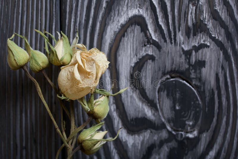 Dried Roses on a Background of Brushed Boards Stock Image - Image of ...