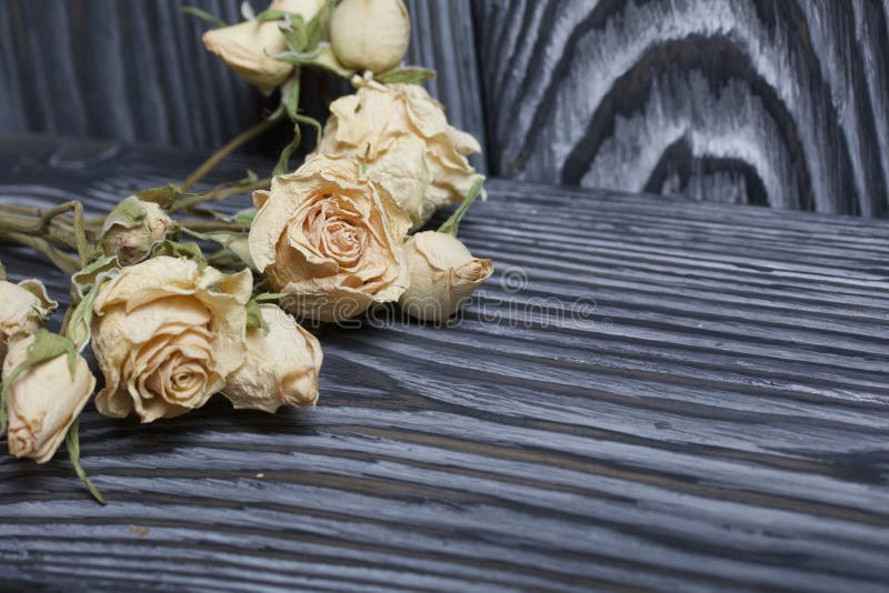 Dried Roses on a Background of Brushed Boards Stock Image - Image of ...