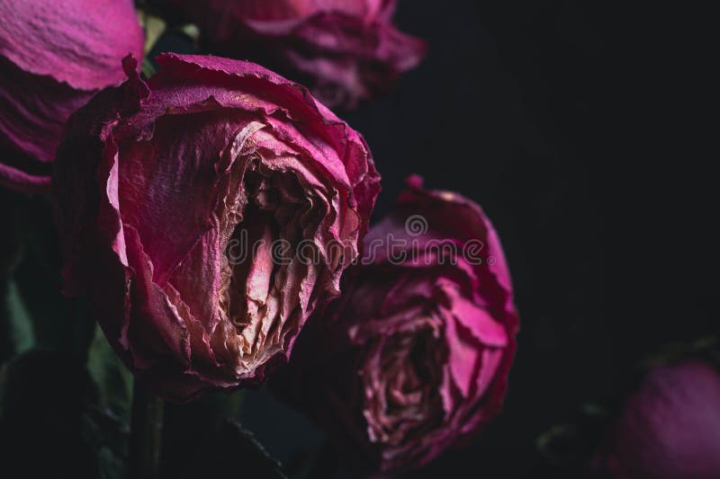 Dried Roses on Black Background Stock Image - Image of moody, soft ...