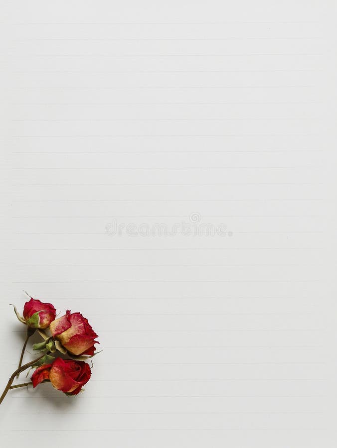 Dried Roses on Blank Lined Paper Stock Image - Image of tiny, lined ...