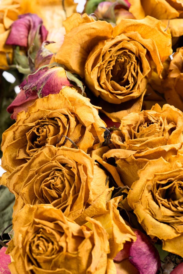 Dried Roses Bouquet stock image. Image of flower, floral - 242264583