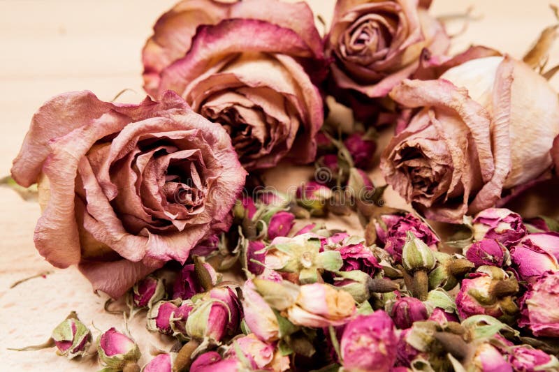 Dried roses and buds stock image. Image of texture, dried - 51149903