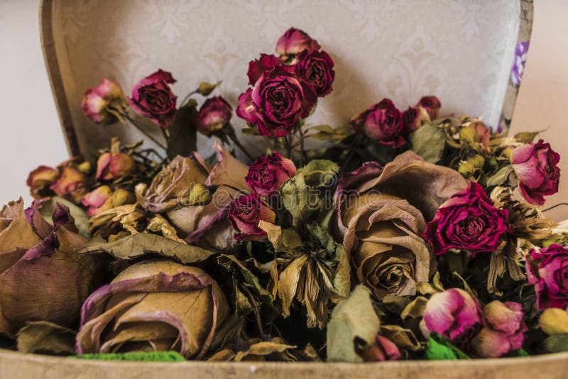 Dried roses stock photo. Image of decor, flowers, bunch - 84749180