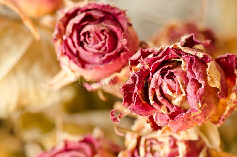 Dried roses stock photo. Image of rose, blossom, aged - 57976634