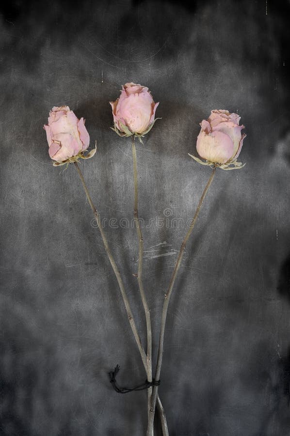 Dried roses stock photo. Image of neglected, flower, grunge - 55460680