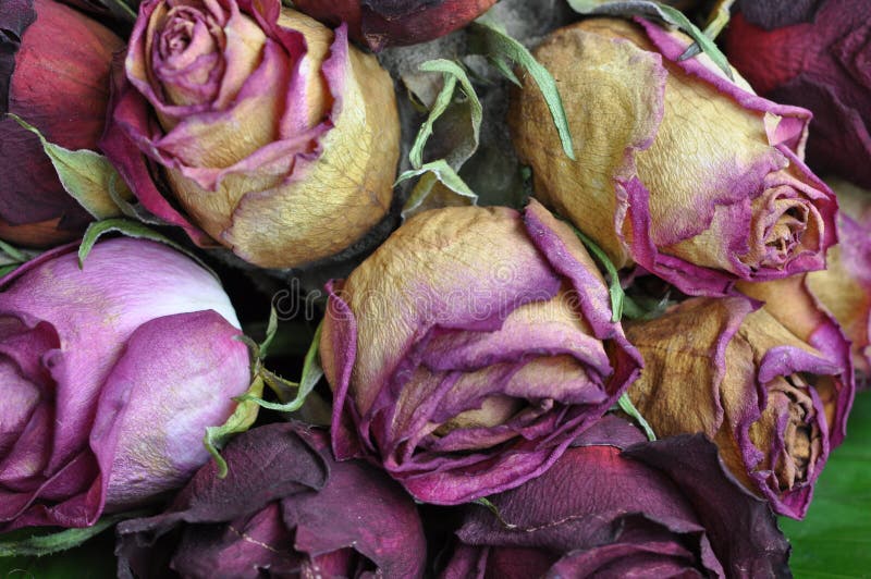 Dried roses stock photo. Image of rose, plant, dried - 52865824