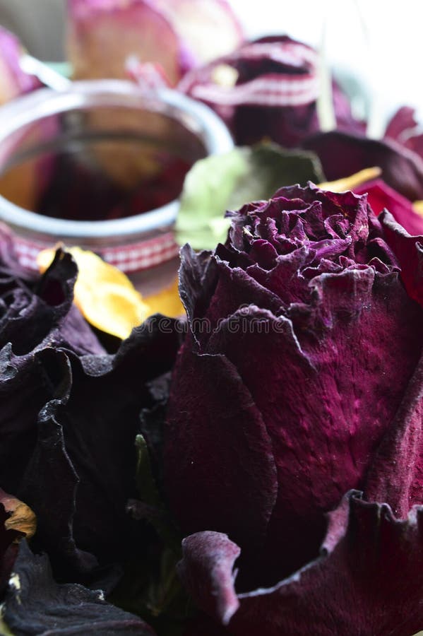 The dried roses. stock photo. Image of floweres, dried - 88632268