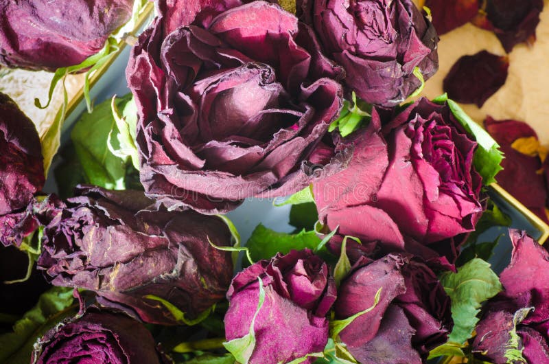 Dried roses stock photo. Image of natural, dead, romantic - 56701020