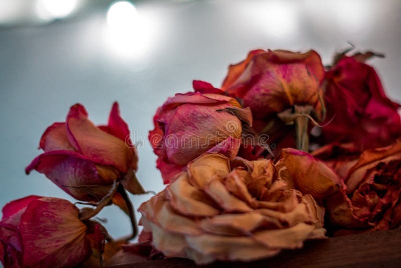Dried Roses on Display Lit from Behind Stock Photo - Image of romance ...