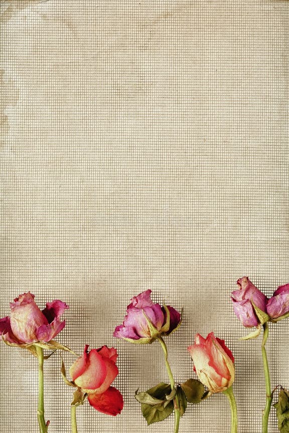 Dried Roses Frame stock image. Image of paper, pink, colourful - 40114821