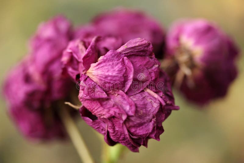 Dry Rose stock image. Image of flower, backgrounds, multi - 188915113