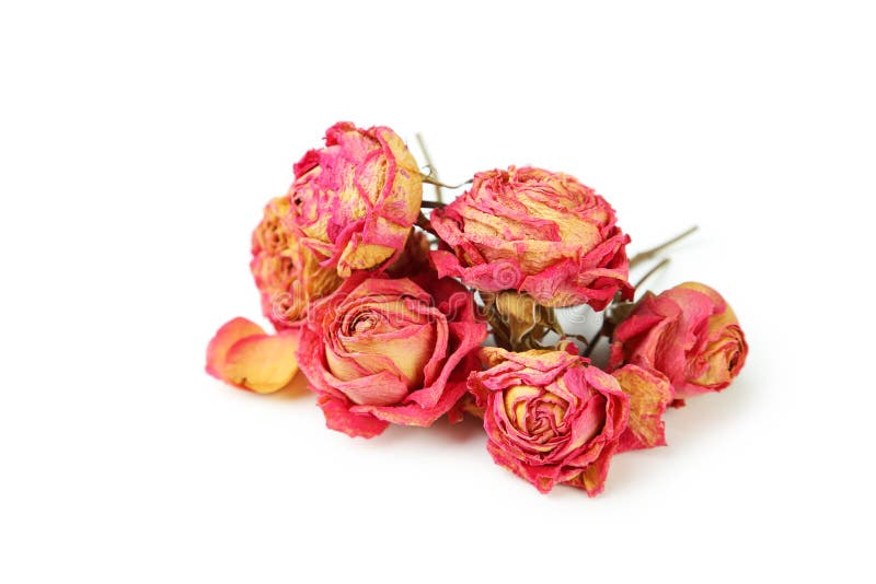 Dried roses stock image. Image of arrangement, dead, romantic - 53074863