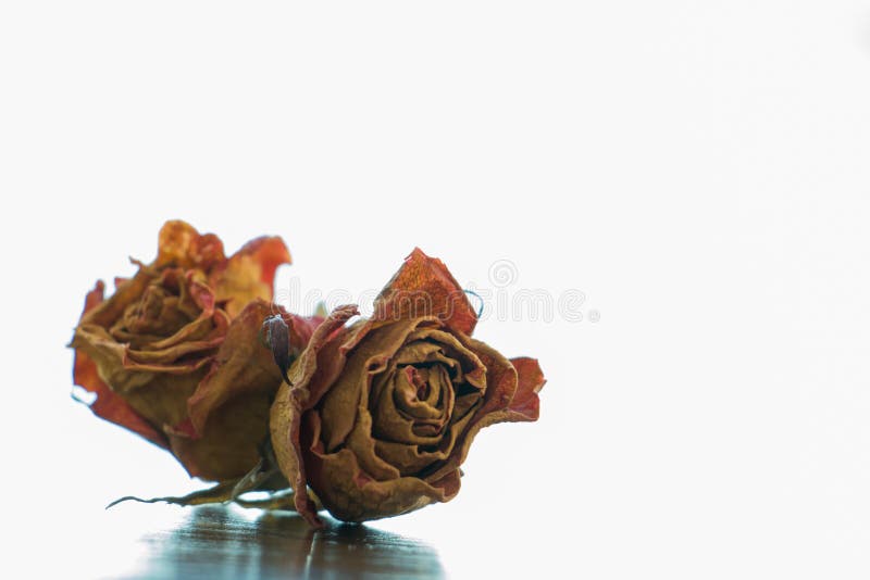 Dried Roses with Reflection on White Background. Stock Photo - Image of ...