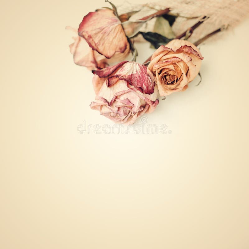 Dried Roses Stacking on White. Sepia Toned Stock Photo - Image of rose ...