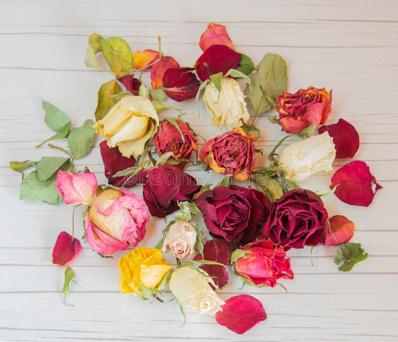 Dried roses on the table stock image. Image of isolated - 180414303