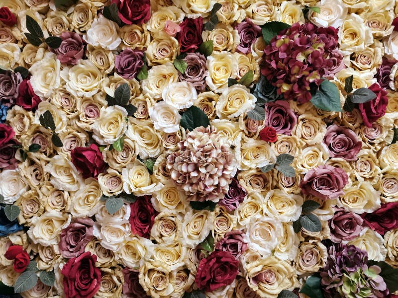 Dried roses texture stock image. Image of texture, romance - 303710619