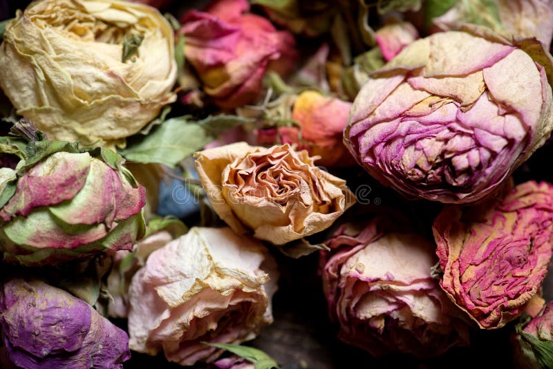 Dried Roses. Valentines Background. Stock Image - Image of vintage ...