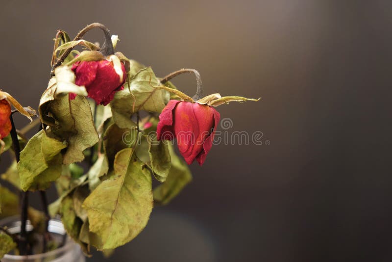 Dried Roses in a Vase on the Wooden Table on the Black Background ...