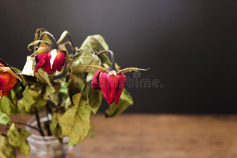 Dried Roses in a Vase on the Wooden Table on the Black Background ...