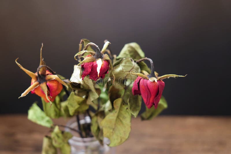 Dried Roses in a Vase on the Wooden Table on the Black Background ...