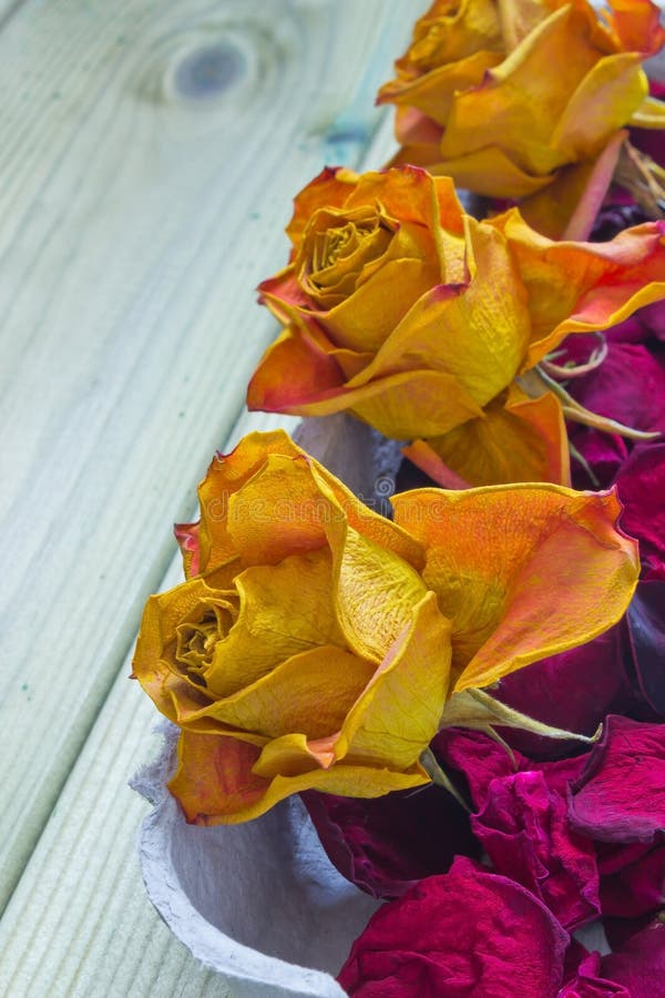 The dried roses stock photo. Image of roses, colors, love - 35252308