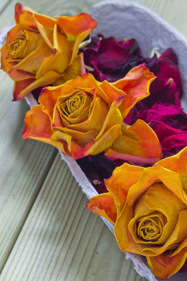 The dried roses stock photo. Image of objects, nostalgia - 35252344