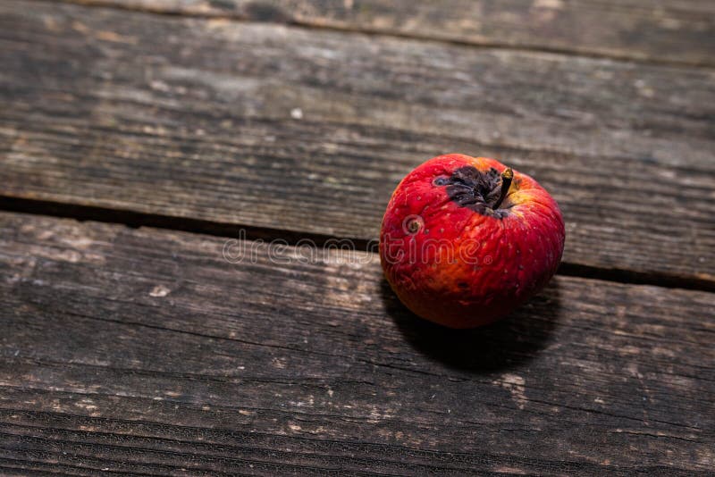 Dried, Rotten Apple on Aged Pine Wood Boards Stock Image - Image of ...