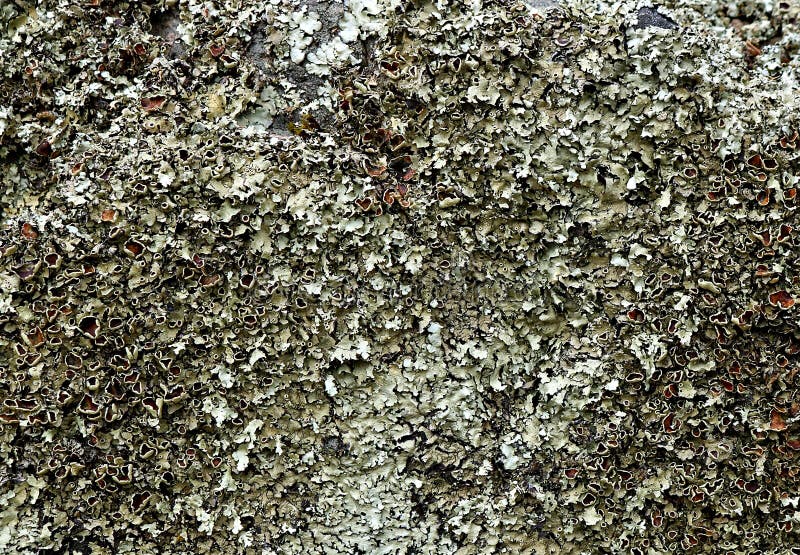 Close-up of Dry Moss Growing on Stone Stock Photo - Image of rock ...