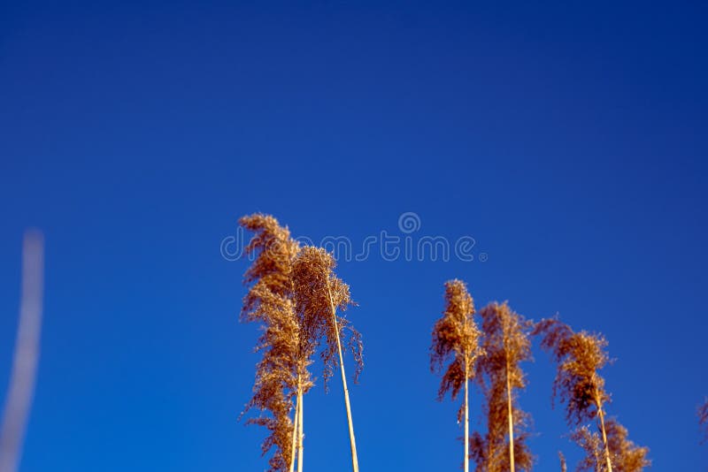 Dried Rush in the Wind with Blue Sky Stock Image - Image of closeup ...