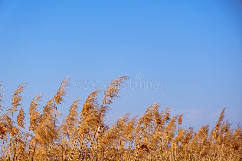 Dried Rush in the Wind with Blue Sky Stock Photo - Image of meadow ...
