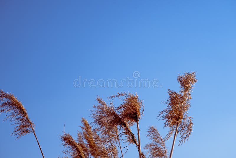 Dried Rush in the Wind with Blue Sky Stock Photo - Image of leaf ...