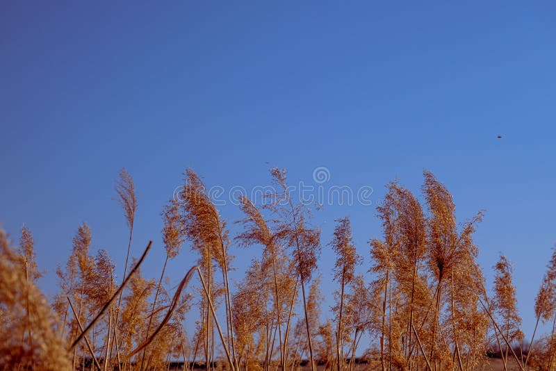 Dried Rush in the Wind with Blue Sky Stock Photo - Image of blue, plant ...