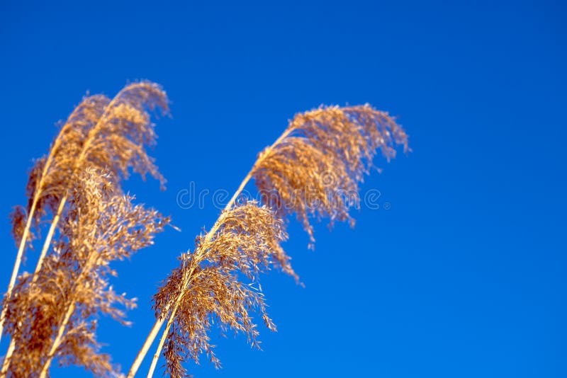Dried Rush in the Wind with Blue Sky Stock Image - Image of people ...
