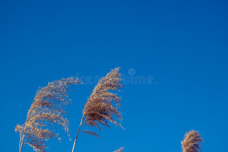 Dried Rush in the Wind with Blue Sky Stock Image - Image of blowing ...