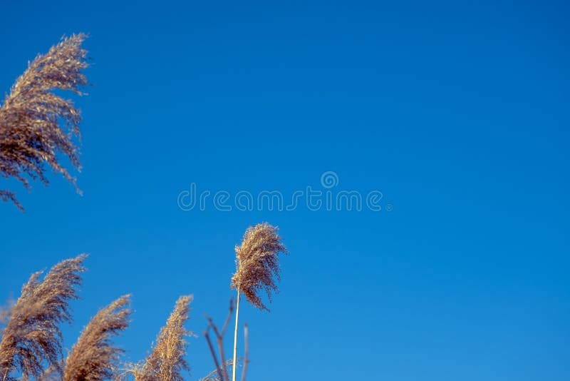 Dried Rush in the Wind with Blue Sky Stock Image - Image of outdoor ...