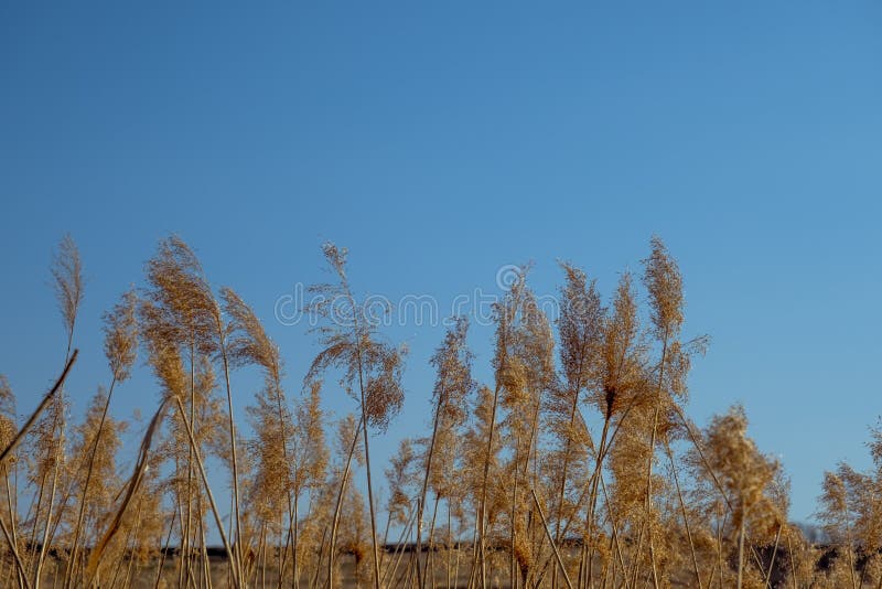Dried Rush in the Wind with Blue Sky Stock Photo - Image of leaf, light ...