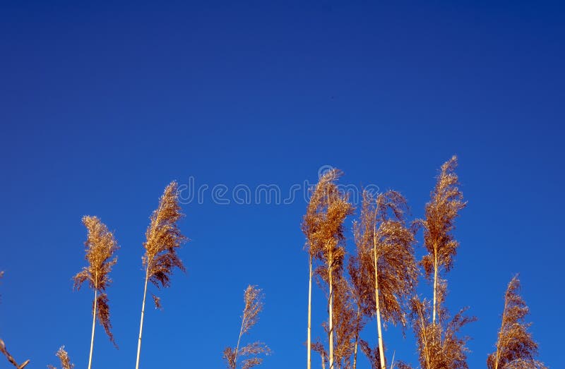 Dried Rush in the Wind with Blue Sky Stock Image - Image of cane ...