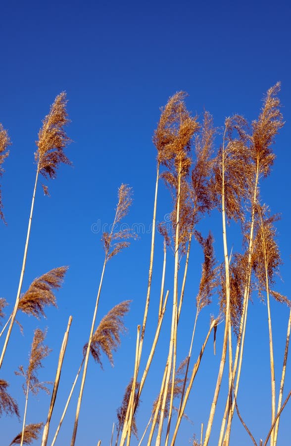 Dried Rush in the Wind with Blue Sky Stock Photo - Image of brown ...