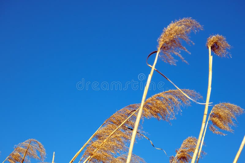 Dried Rush in the Wind with Blue Sky Stock Image - Image of closeup ...