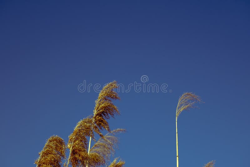 Dried Rush in the Wind with Blue Sky Stock Photo - Image of autumn ...